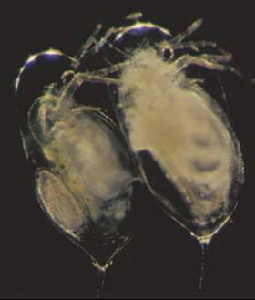 Daphnia parasites