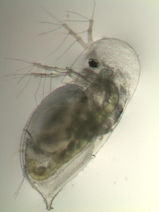 Daphnia parasites
